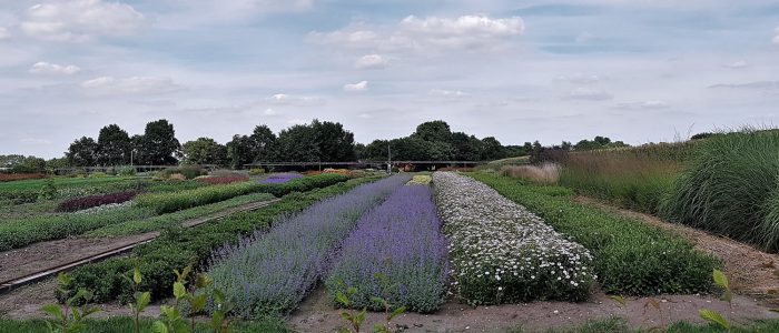 Informatie – Barlo.nl